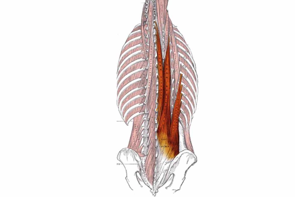 Quels muscles fait travailler le rameur ? La liste des 12 muscles ...