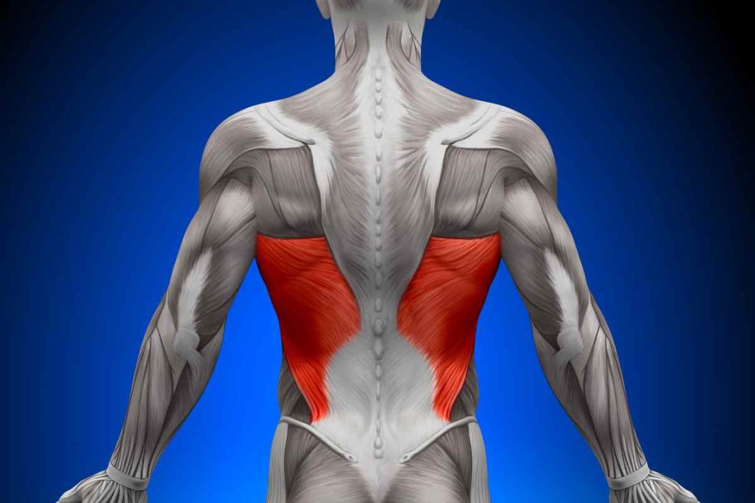 Quels muscles fait travailler le rameur ? La liste des 12 muscles ...