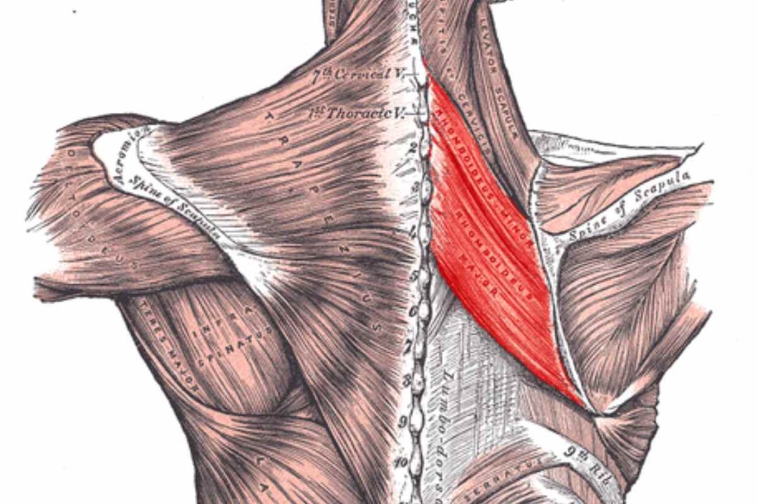 Quels muscles fait travailler le rameur ? La liste des 12 muscles ...