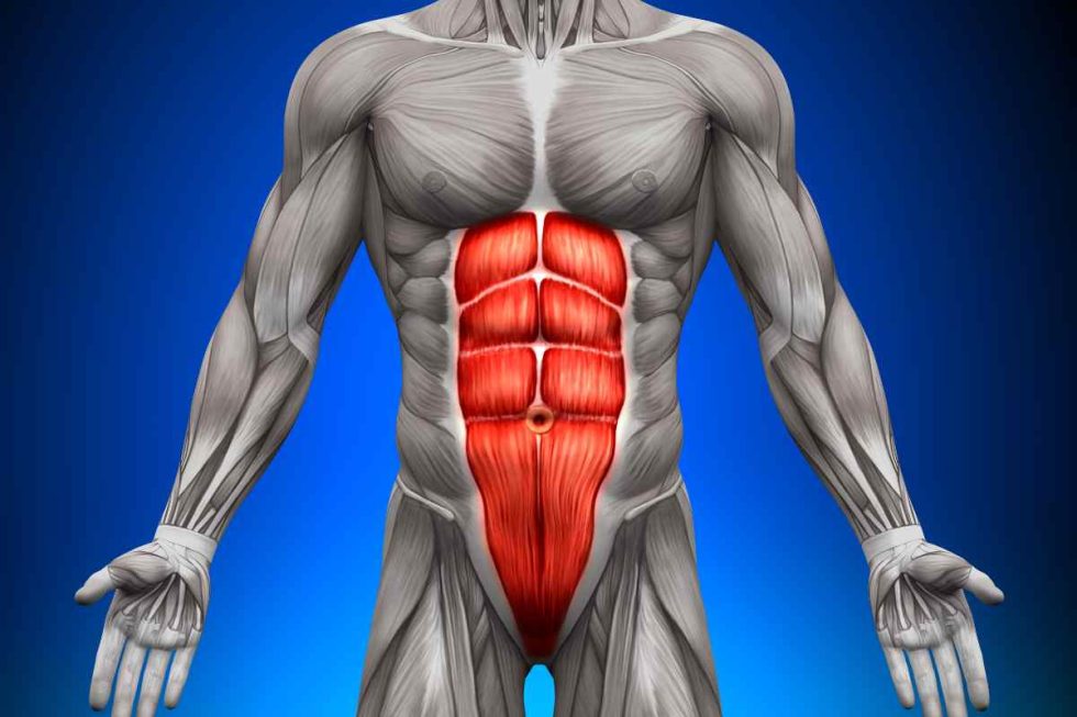 Quels muscles fait travailler le rameur ? La liste des 12 muscles ...