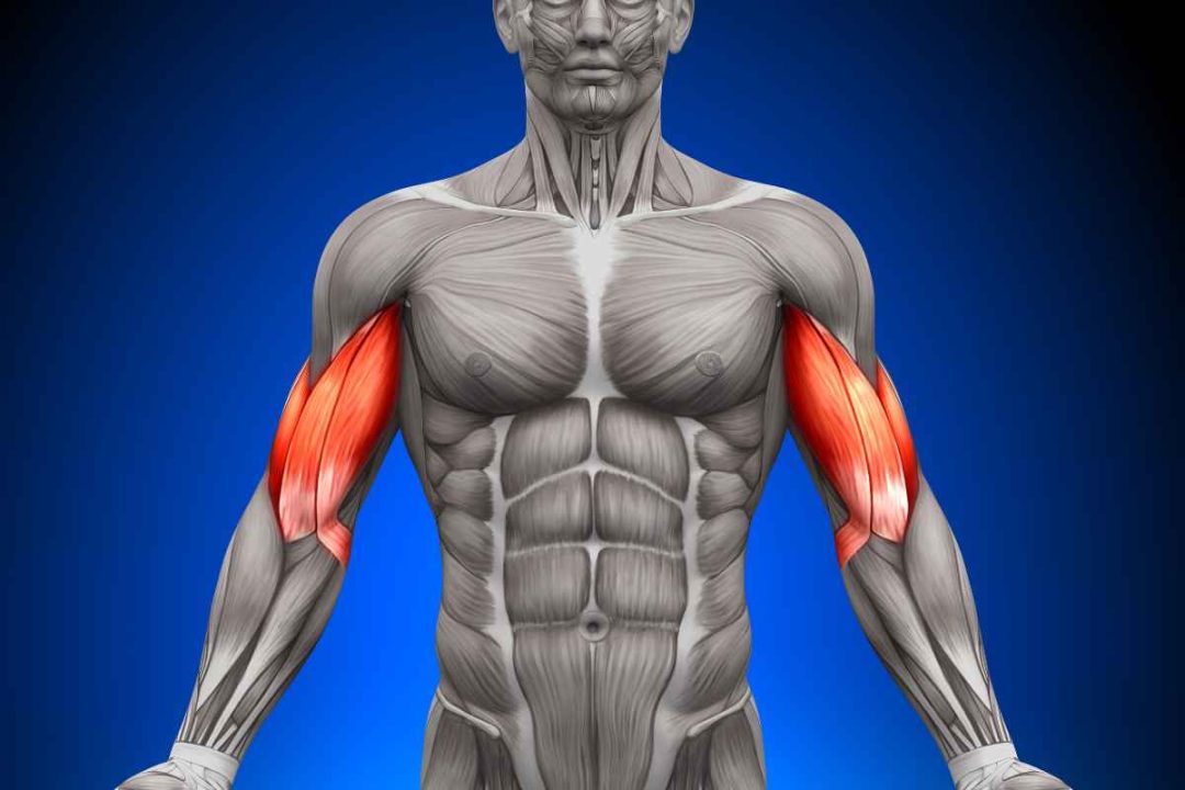 Quels muscles fait travailler le rameur ? La liste des 12 muscles ...